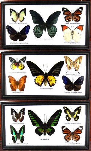 3 Real Butterfly Wood Framed Insect Taxidermy Display Collection Art ...