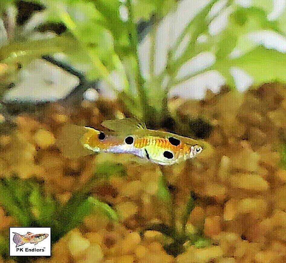 PK Endlers PURE CAMPOMA ROMANI ENDLERS - CHOOSE OPTIONS | eBay