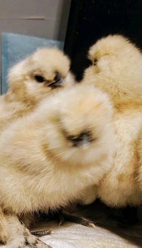 8 Silkie hatching eggs Bearded/Muffed/ White Roos Various Hens Show ...