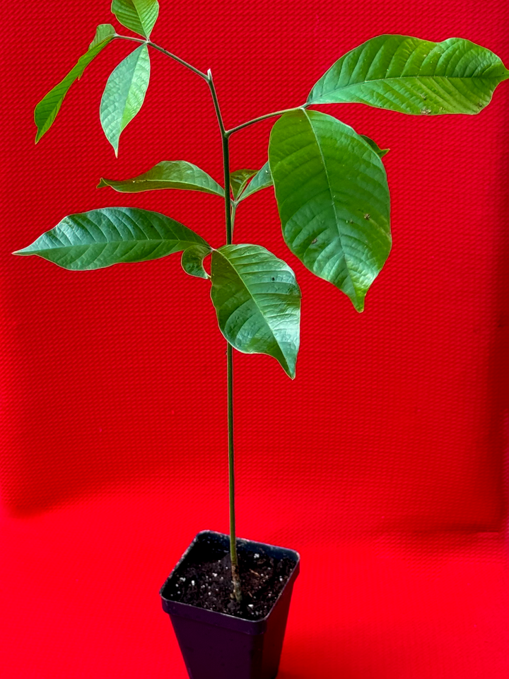 Ackee Blighia Sapida Akee Acki Fruit Tree Starter Potted Plant | eBay