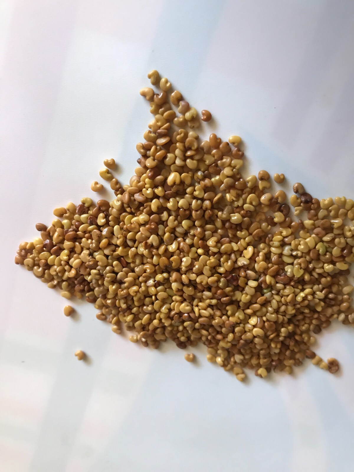 [FREE SHIPPING] 30+ Semillas de Chipilin | 30+ Fresh Organic Chipilin ...