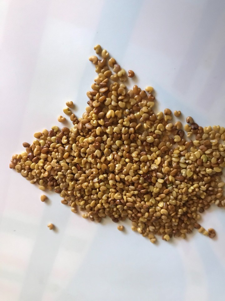 [FREE SHIPPING] 30+ Semillas de Chipilin | 30+ Fresh Organic Chipilin ...