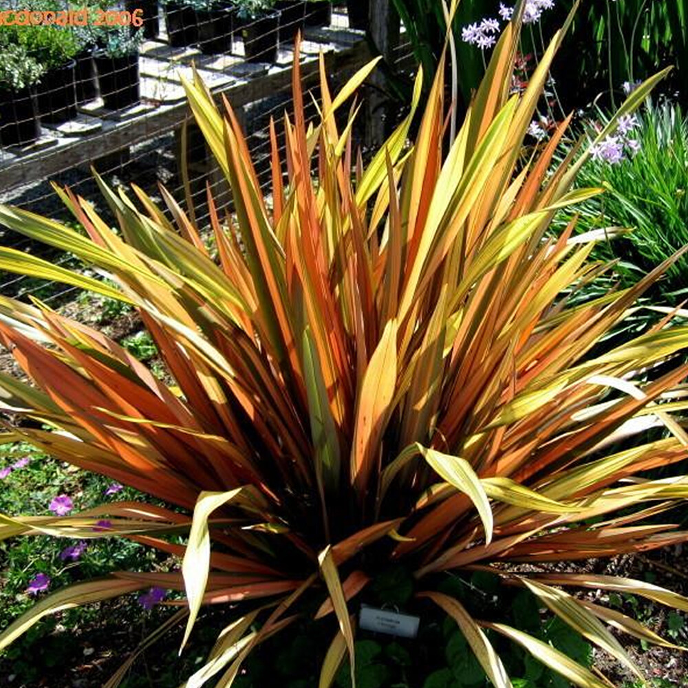 1 X PHORMIUM 'FLAMINGO' NEW ZEALAND FLAX EVERGREEN SHRUB HARDY PLANT IN ...