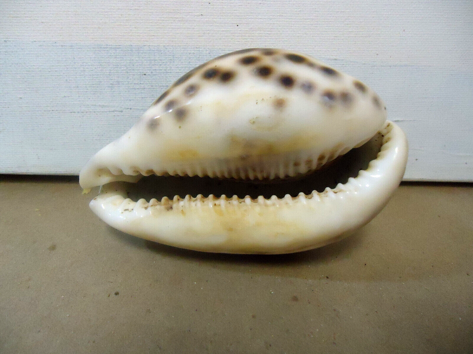 4 inch long leopard pattern Tigo Cowrie Cypraea Tigris seashell | eBay