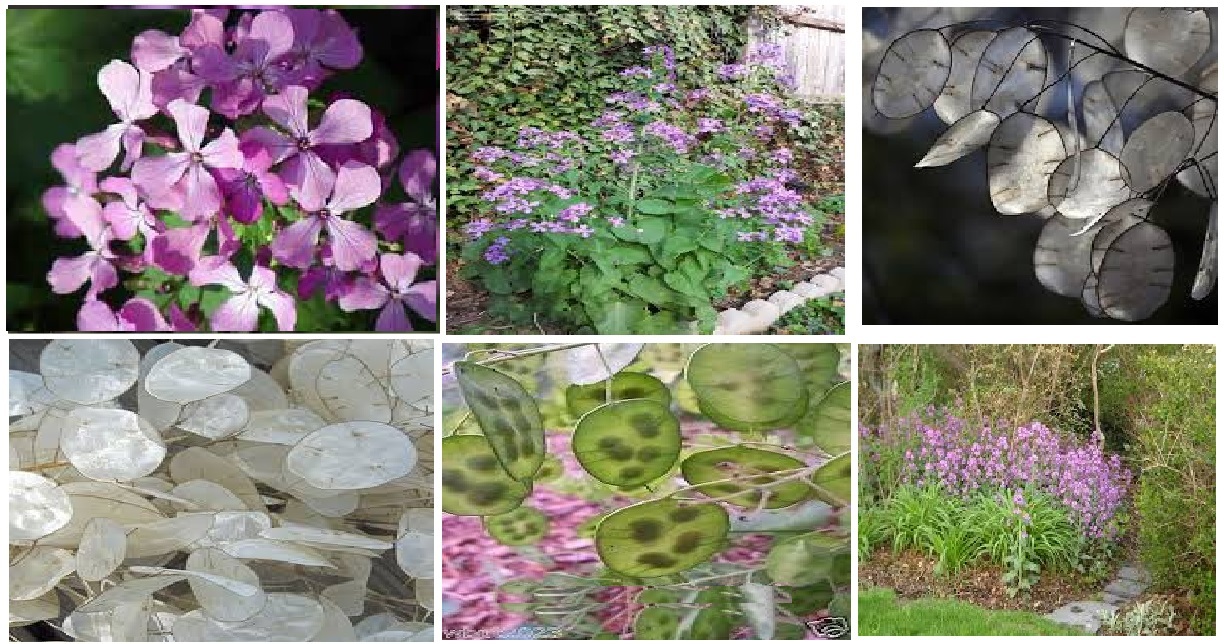 PINK MONEY PLANT SILVER DOLLAR OVER 25 Seeds 4 U + USA Seller | eBay