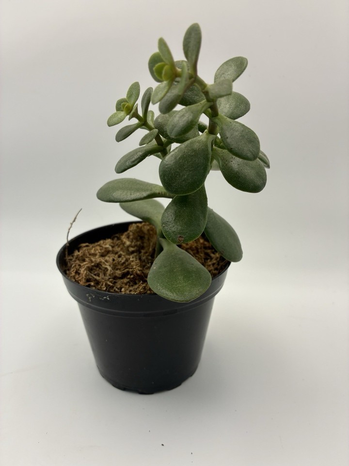 Jade Plant In A Three Inch Pot Very Forgiving Plant | eBay