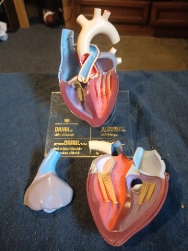 Plastic Heart Model Labeled