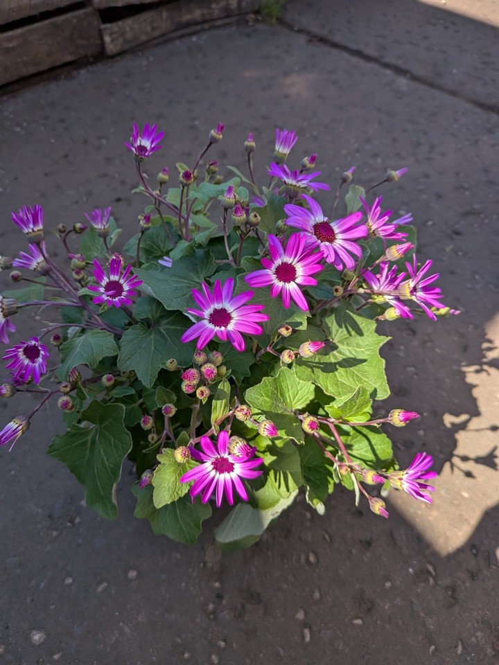 Pink Bicolour Senetti | 2 L Pot | Bee friendly| Easy Care Perennial ...