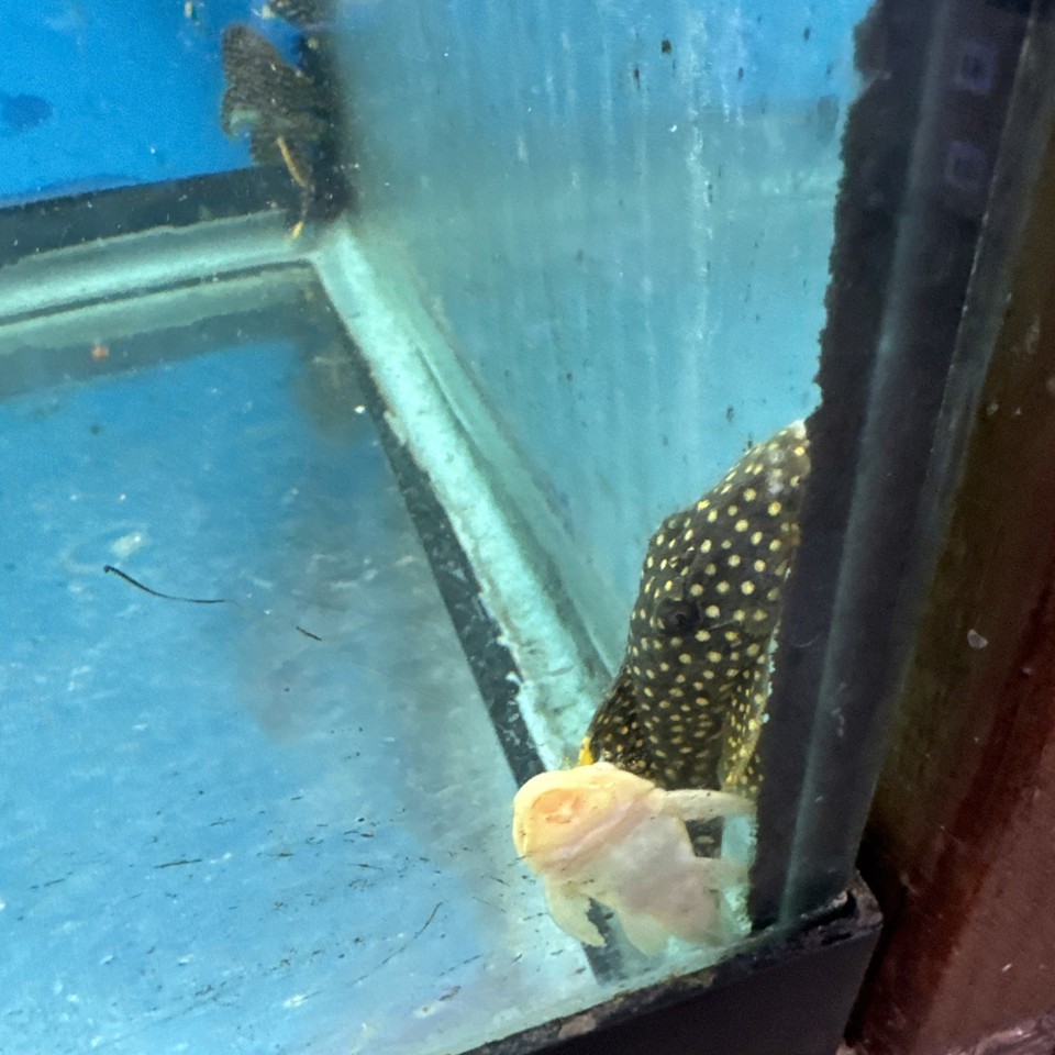 L018 Big Spot Gold Nugget Pleco (Baryancistrus xanthellus) 3 Inch | eBay
