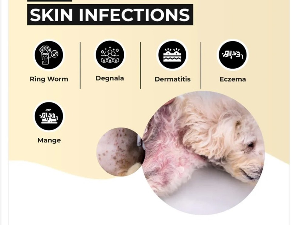 SKIN INFECTION GEL FOR DOGS & CATS - Antimicrobial, bacterial skin MADE ...