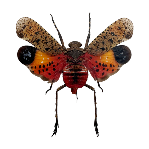 Orange Lantern Fly (Penthicodes pulchella) Bug Insect Specimen ...