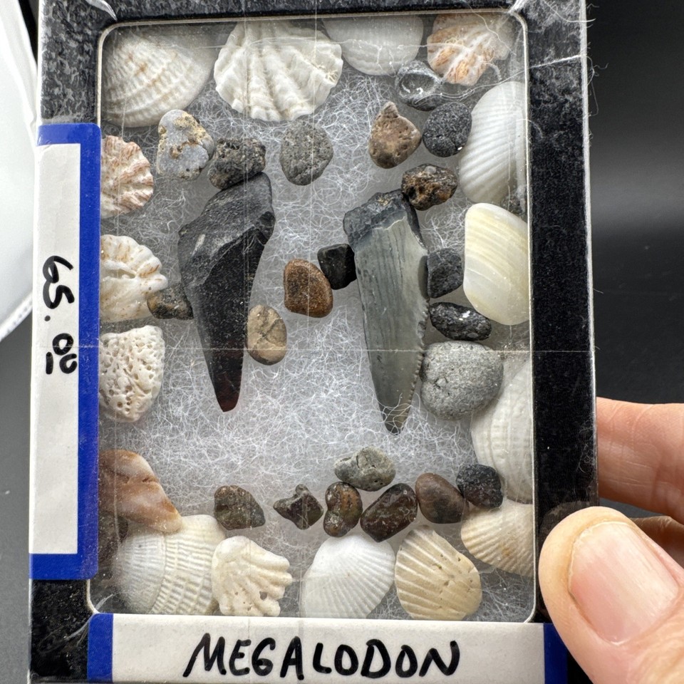 1.5 INCH REAL MEGALODON SHARK TOOTH REAL - WITH CASE 📦MEG | eBay