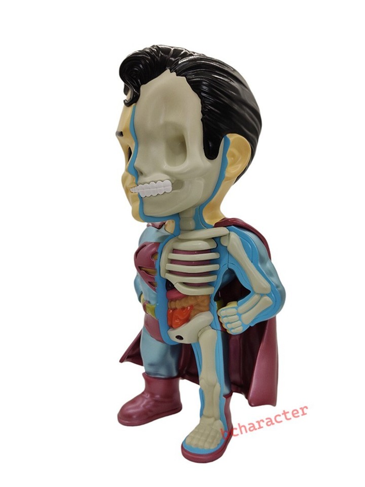 NEW 4D XXRAY H-9.5in Anatomical DC Superman Figure Assemble Model Toy ...