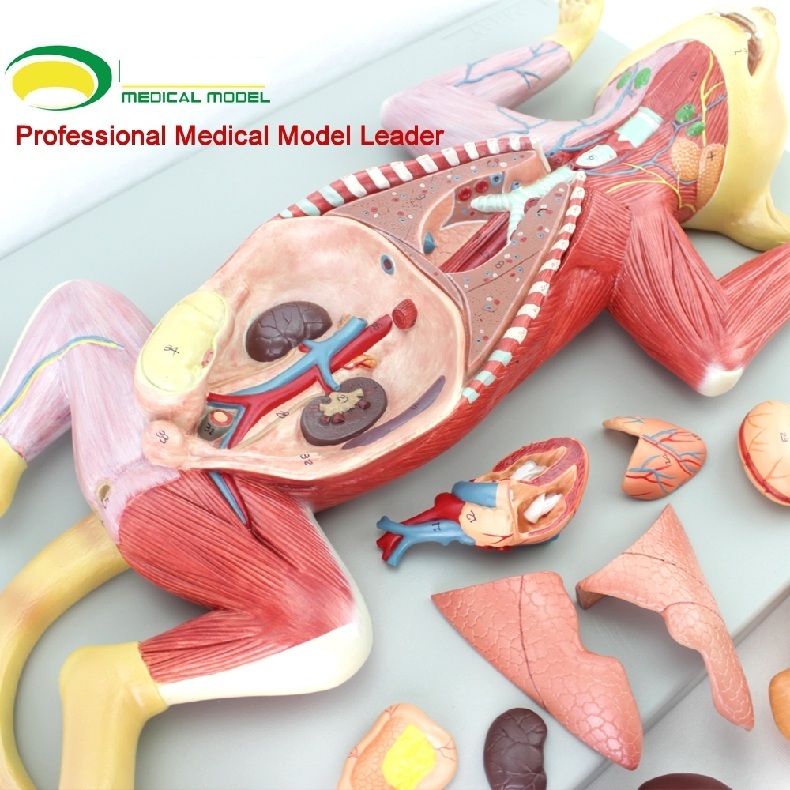 Feline cat anatomy model organ visceral muscle nerve heart vet study ...