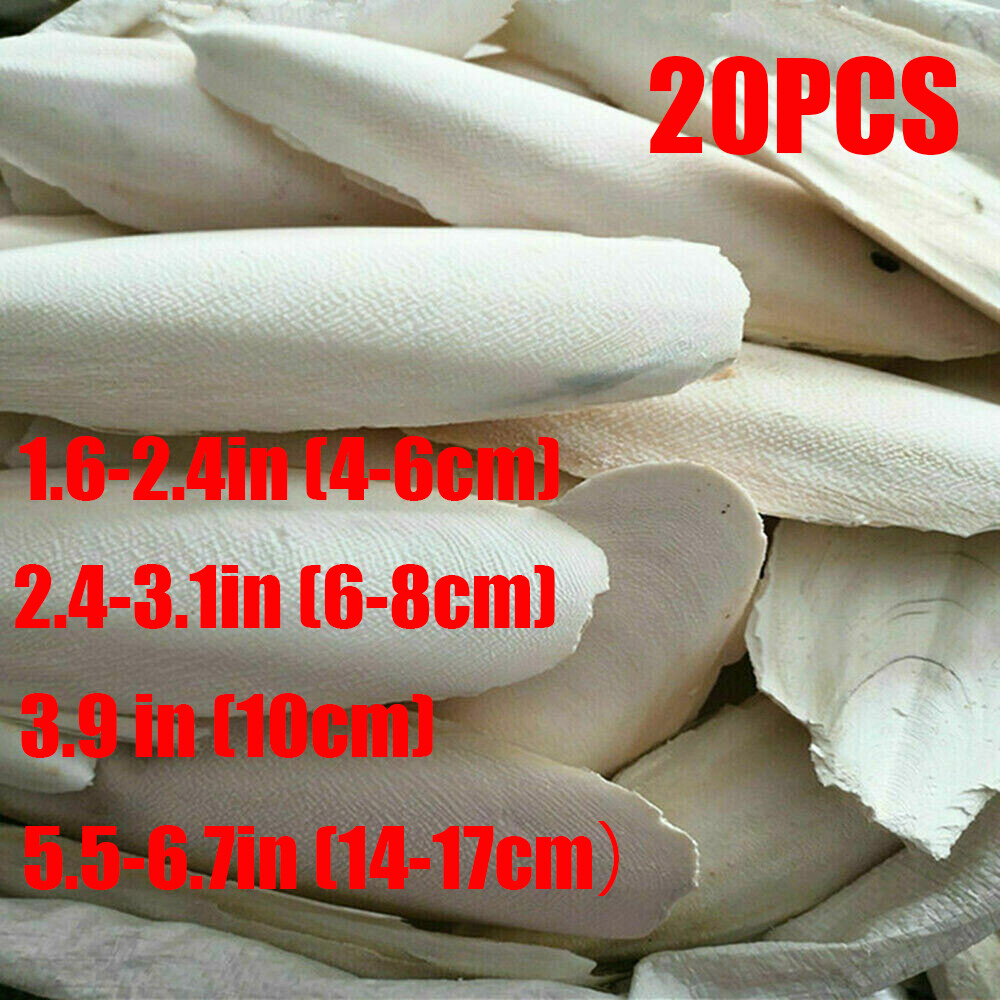 20 PCS Cuttlebone for Birds Parrot Chewing Cuttle Bone for Sharp Beaks ...