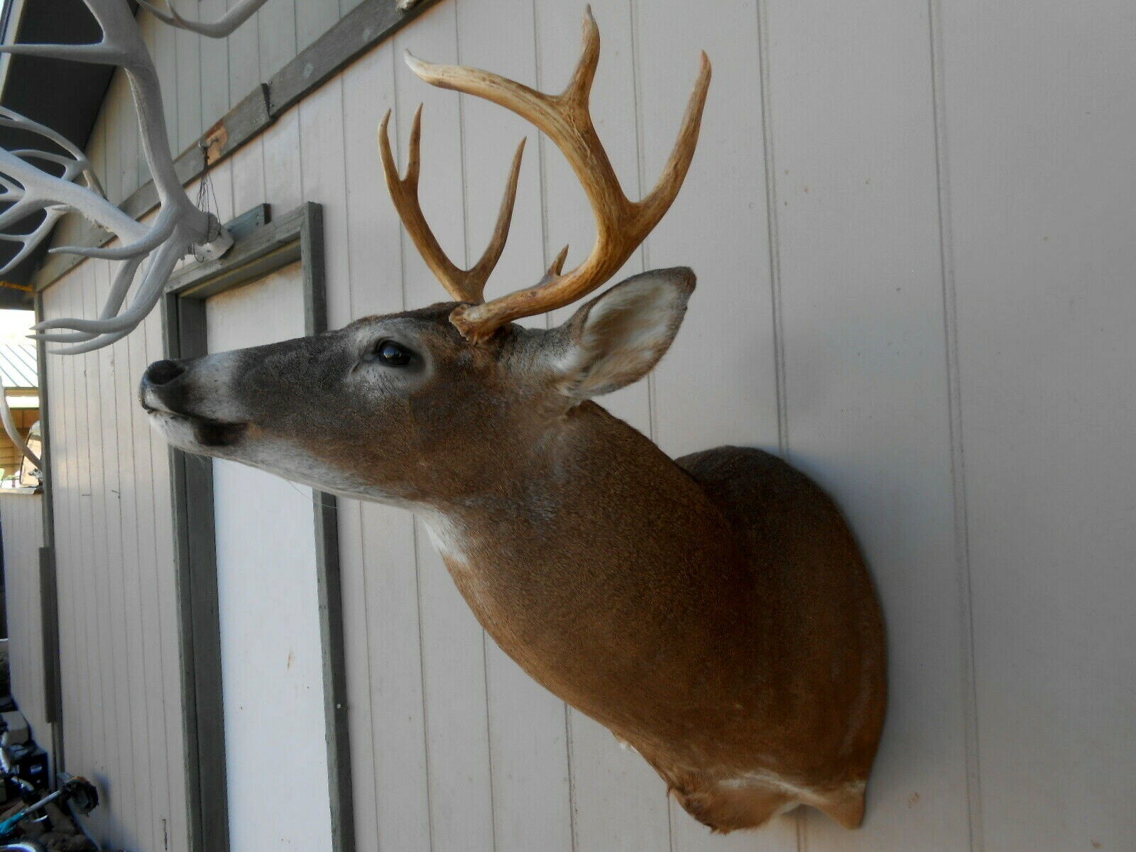 4x4 WHITETAIL DEER SHOULDER MOUNT Antlers READY TO HANG mule mount elk ...
