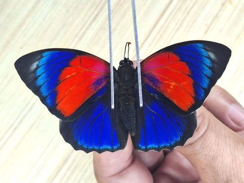 PREPONA / HYBRID ssp. FROM PERU | eBay