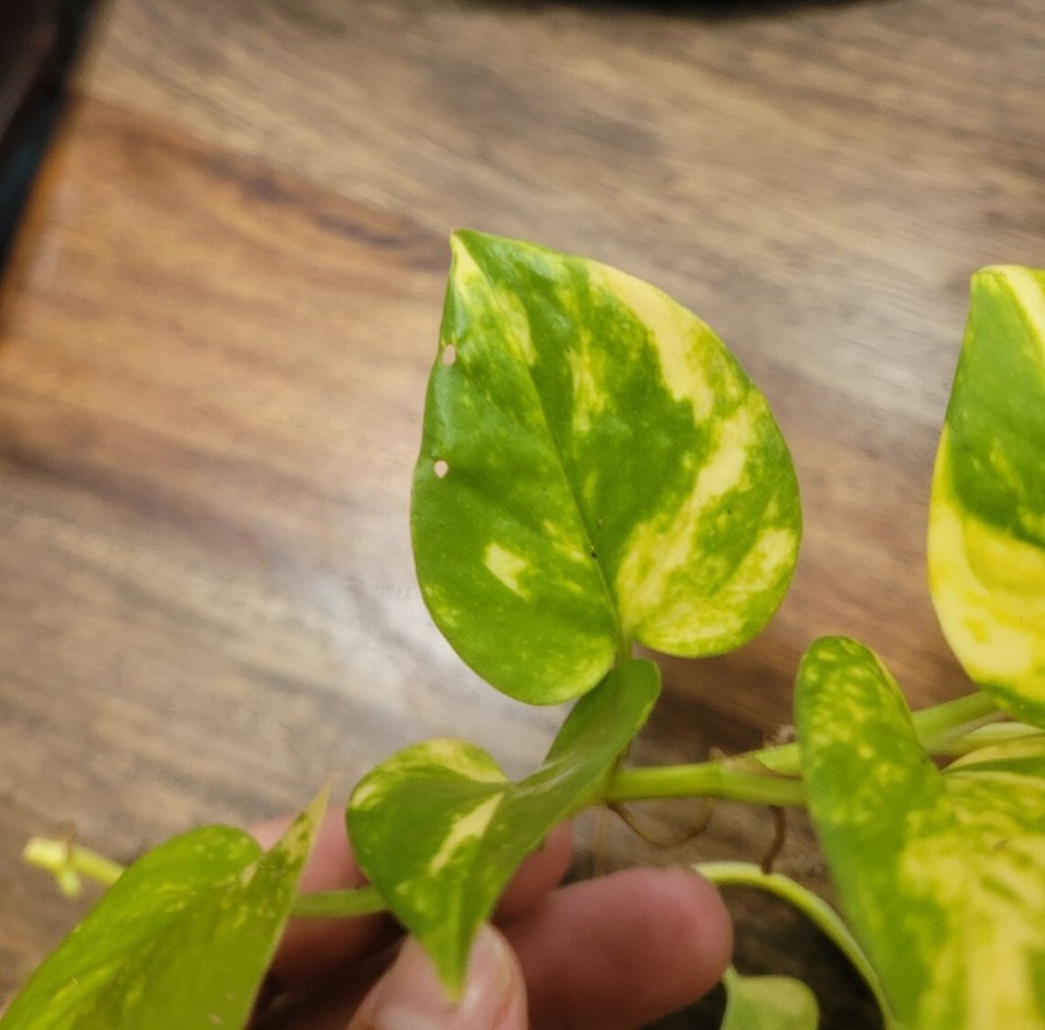 GOLDEN PATHOS INDOOR/OUTDOOR LIVE PLANT 6 rooted cuttings 3"-6" long🌿 ...