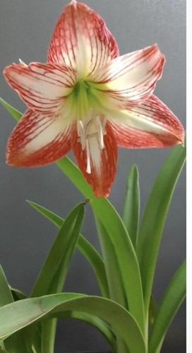 Hippeastrum Lima Beauty: Rare Healthy Bulb: $72.72 Free Postage | eBay
