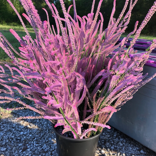 Pink Pokers Statice 50 Seeds | Limonium Suworowii | eBay