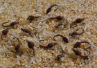 WD40 Chocolate Emerger Midge Nymph Fly - 1 Doz Flies - Mustad Signature ...