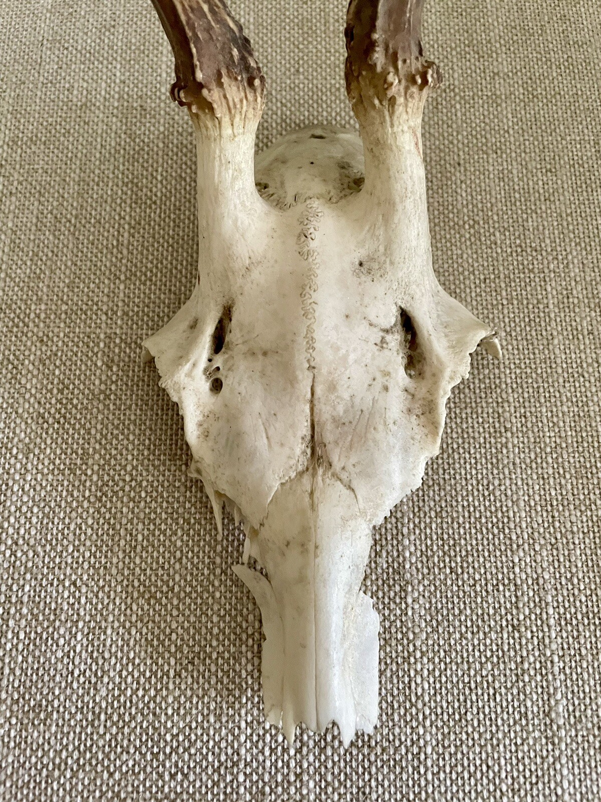 Vintage Taxidermy Roe Deer Skull Skeleton with Antlers | eBay