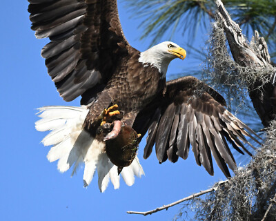 photograph of an eagle bringing in a turtle | eBay