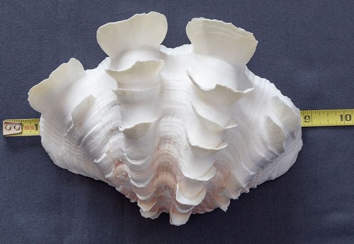 Large TRIDACNA SQUAMOSA Fluted Giant Clam Shell HALF 8" x 5 1/2" Pink ...