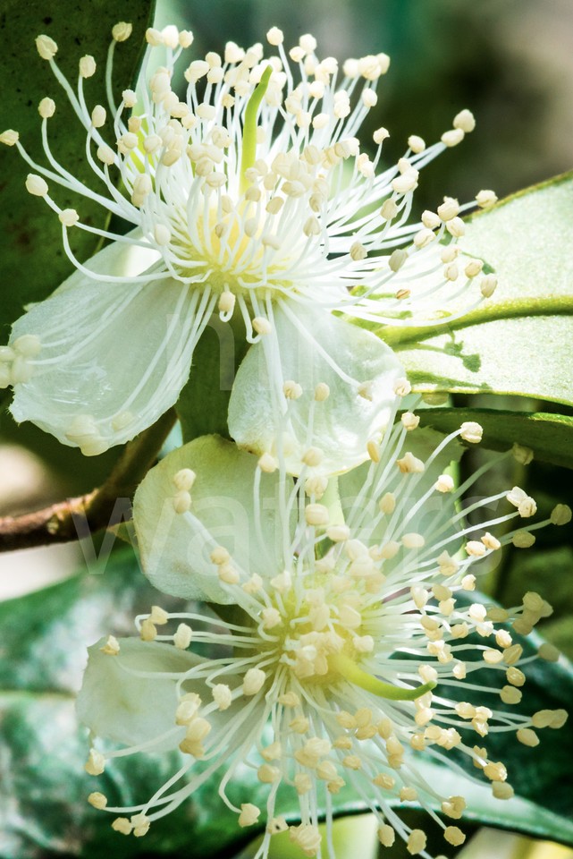 Eugenia Luschnathiana PITOMBA Potted PLANT Fruit Starter Pot Tree 4-6 ...