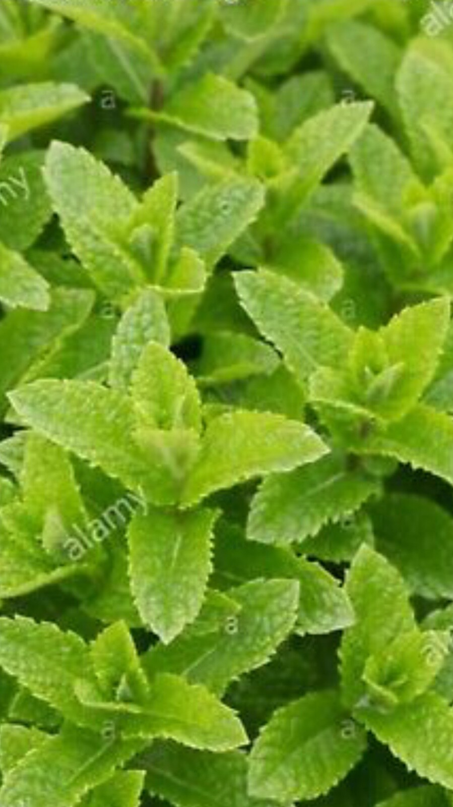 30 X 44g GIANT ROLLS TURNER EXTRA STRONG MINT MINTS PEPPERMINTS,LONG ...