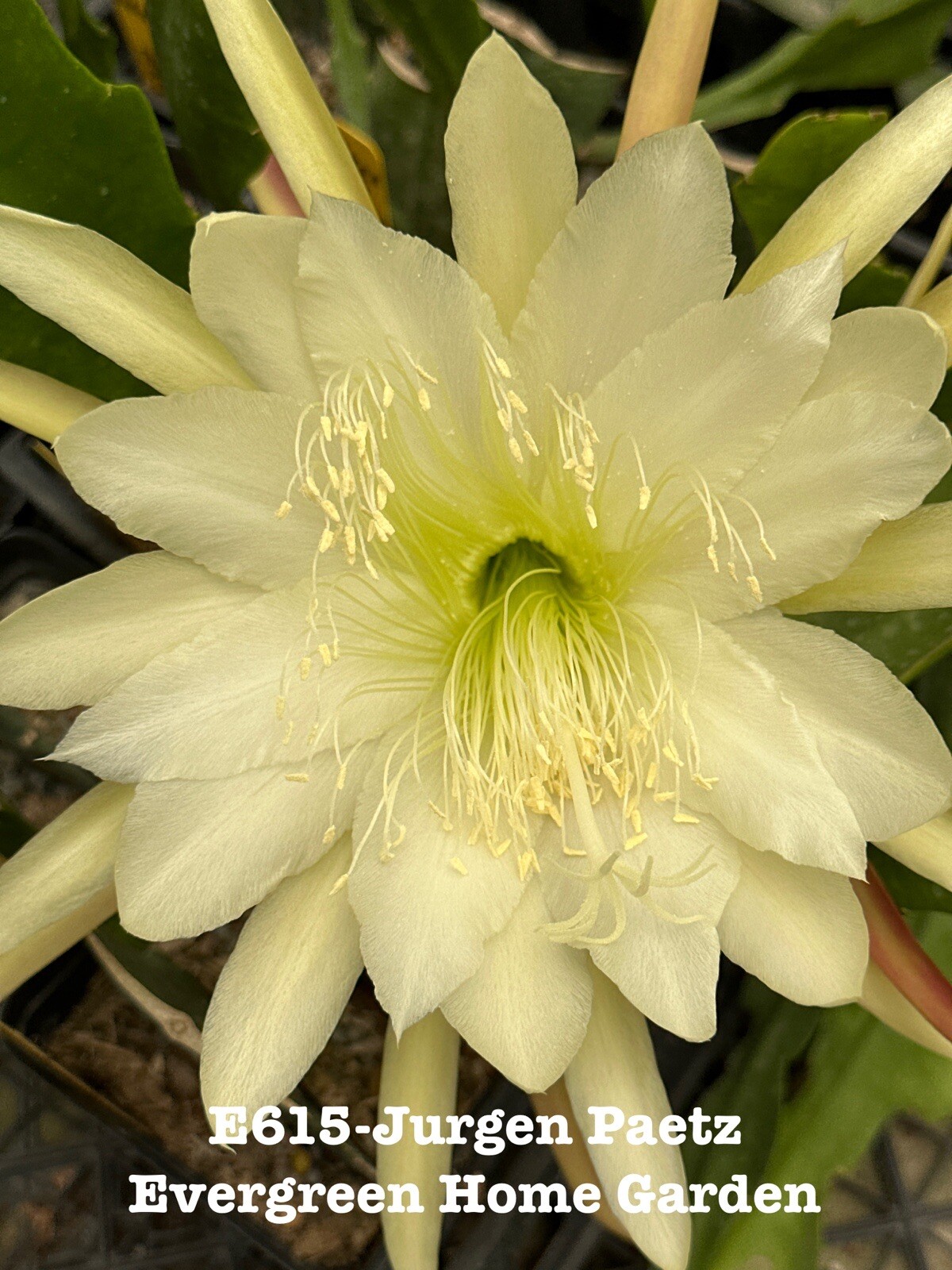 Rooted Epiphyllum Orchid Cactus “Jurgen Paetz” Growing In 4” Starter ...