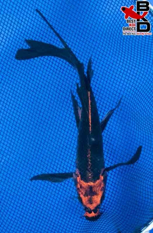 8" BUTTERFLY GOLD CROWN KARASU Live Koi Fish Garden Pond 7/19 | eBay