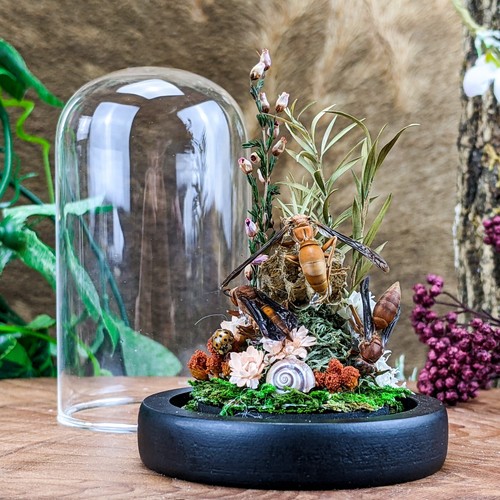 Red Wasp Glass Dome Display Insect Entomology Taxidermy Oddities ...