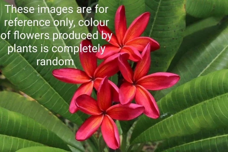 PLUMERIA RUBRA FRANGIPANI PLANTS RANDOM COLOURS | eBay UK