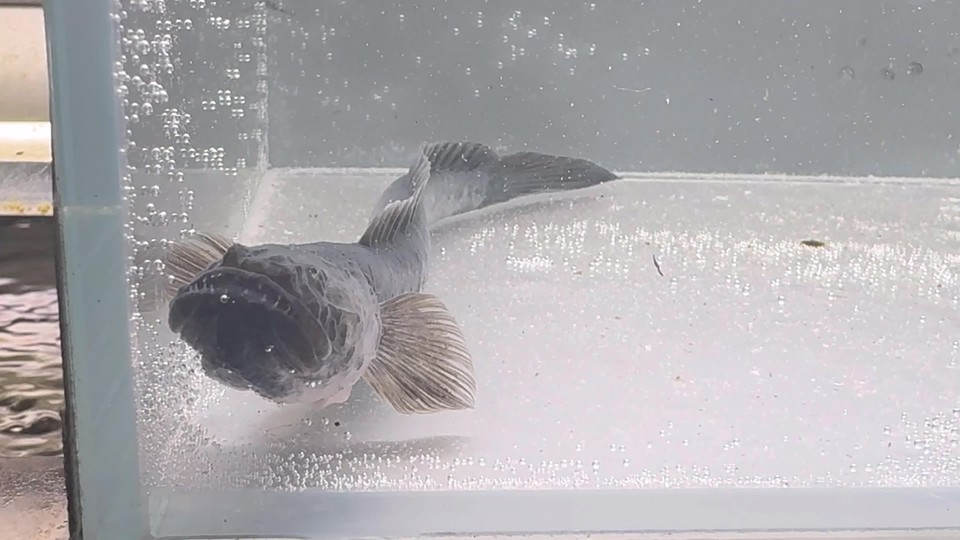 Blue-Violet Dragon Goby - Freshwater Gobioides Broussonnetii Approx 4-5 ...