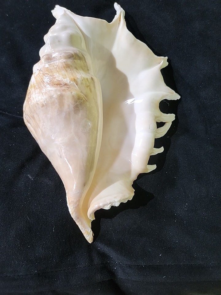 Large Spider Chiragra Conch Shell, Natural Seashell Coastal Aquarium ...
