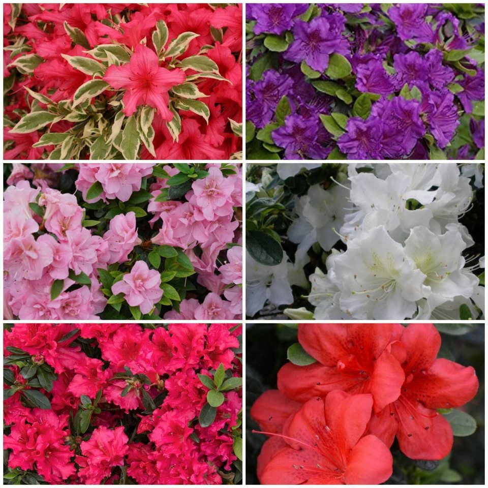 [x4] Dwarf Japanese Azalea | Mix Pack | Evergreen Shrubs | P9 Pots ...