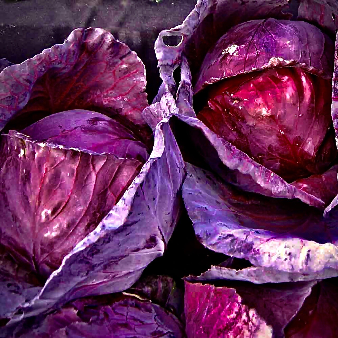 100 Red Acre Cabbage Seeds | Non-GMO | Fresh Garden 200+ Seeds ...