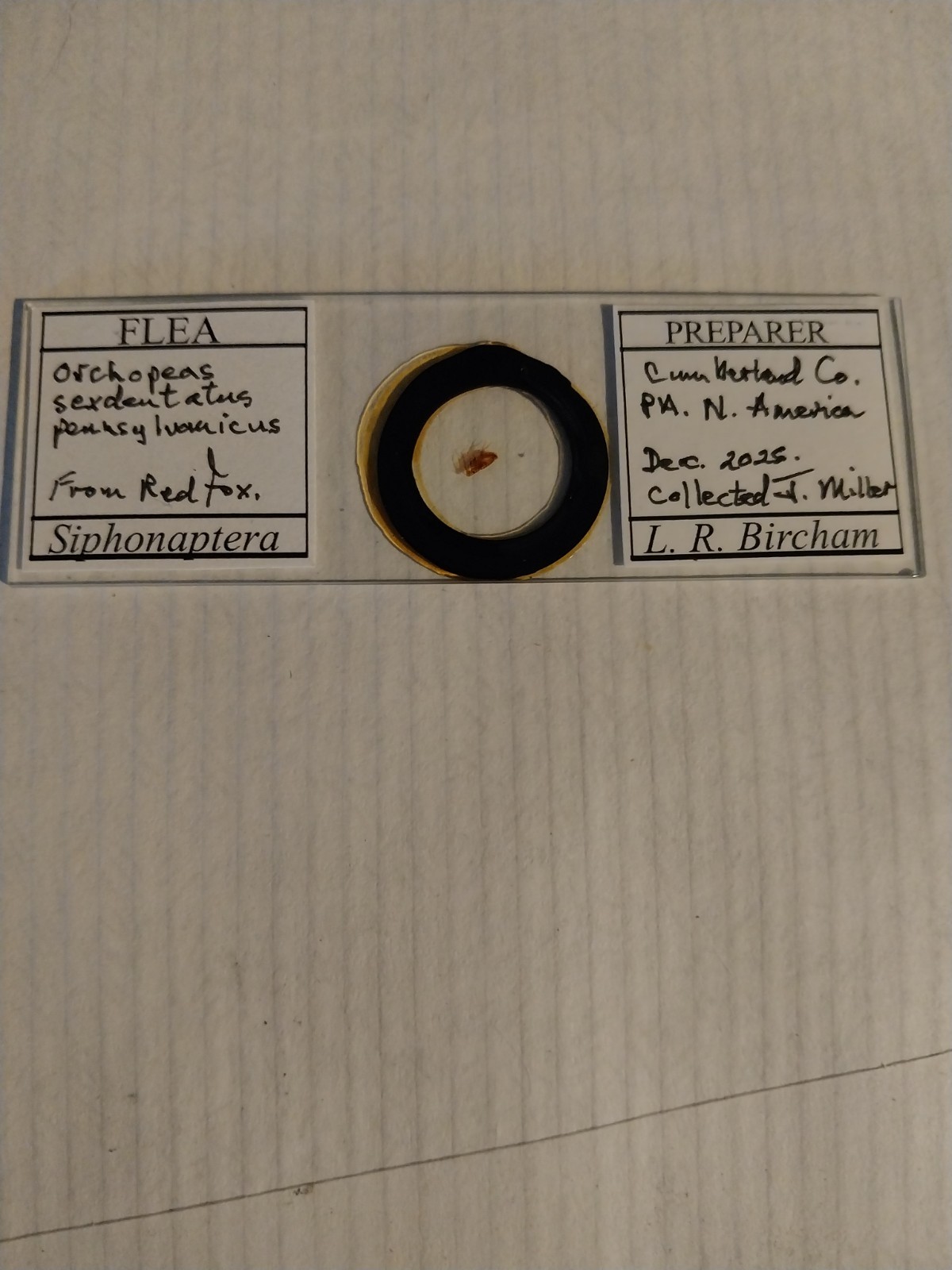 Orchopeas sexdentatus Flea Fossil Slide Red Fox Siphonaptera Dec. 2025 ...