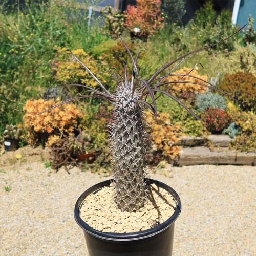Silver Madagascar Palm - Pachypodium geayi cactus Cacti Succulent real live plan | eBay