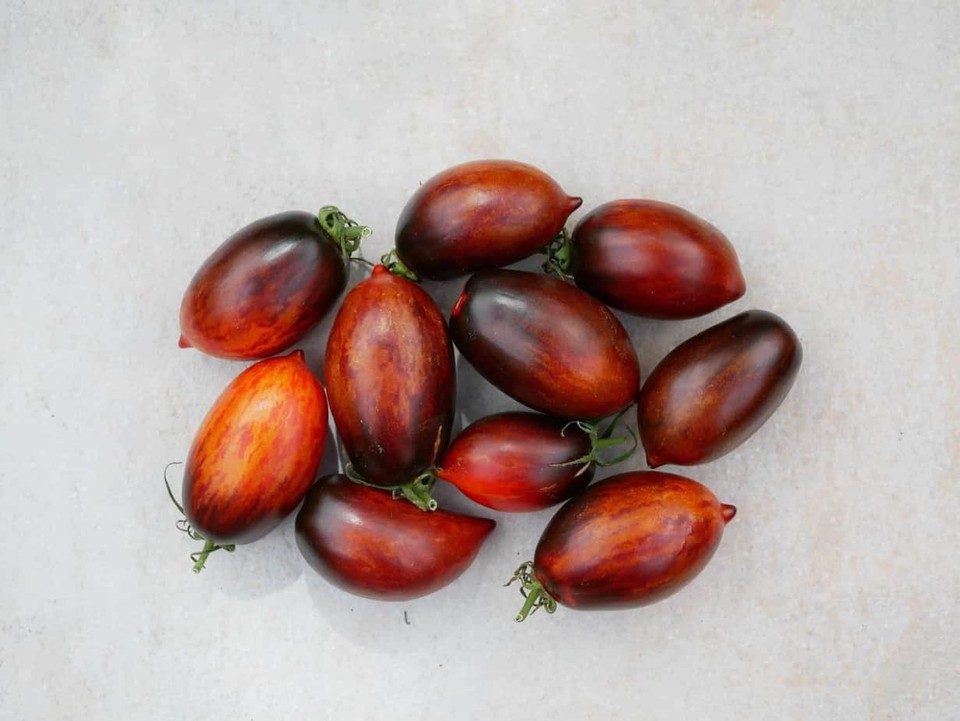10 seeds Shadow Boxing DWARF Tomato Rare ORGANIC Variety | eBay