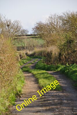 Photo 6x4 West Somerset : Middle Moor Drove Wick/ST2144 Middle Moor ...