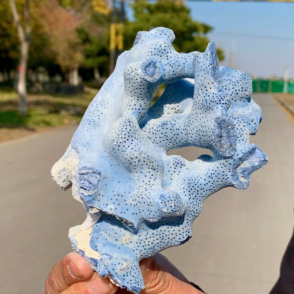 376G Natural Blue Coral Reef Cluster Marine Mineral Crystal Specimen | eBay