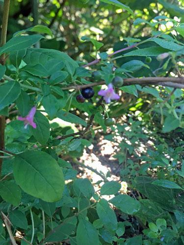 Fuchsia microphylla ssp. microphylla | Small Leaf Fuchsia | 10 Seeds | eBay