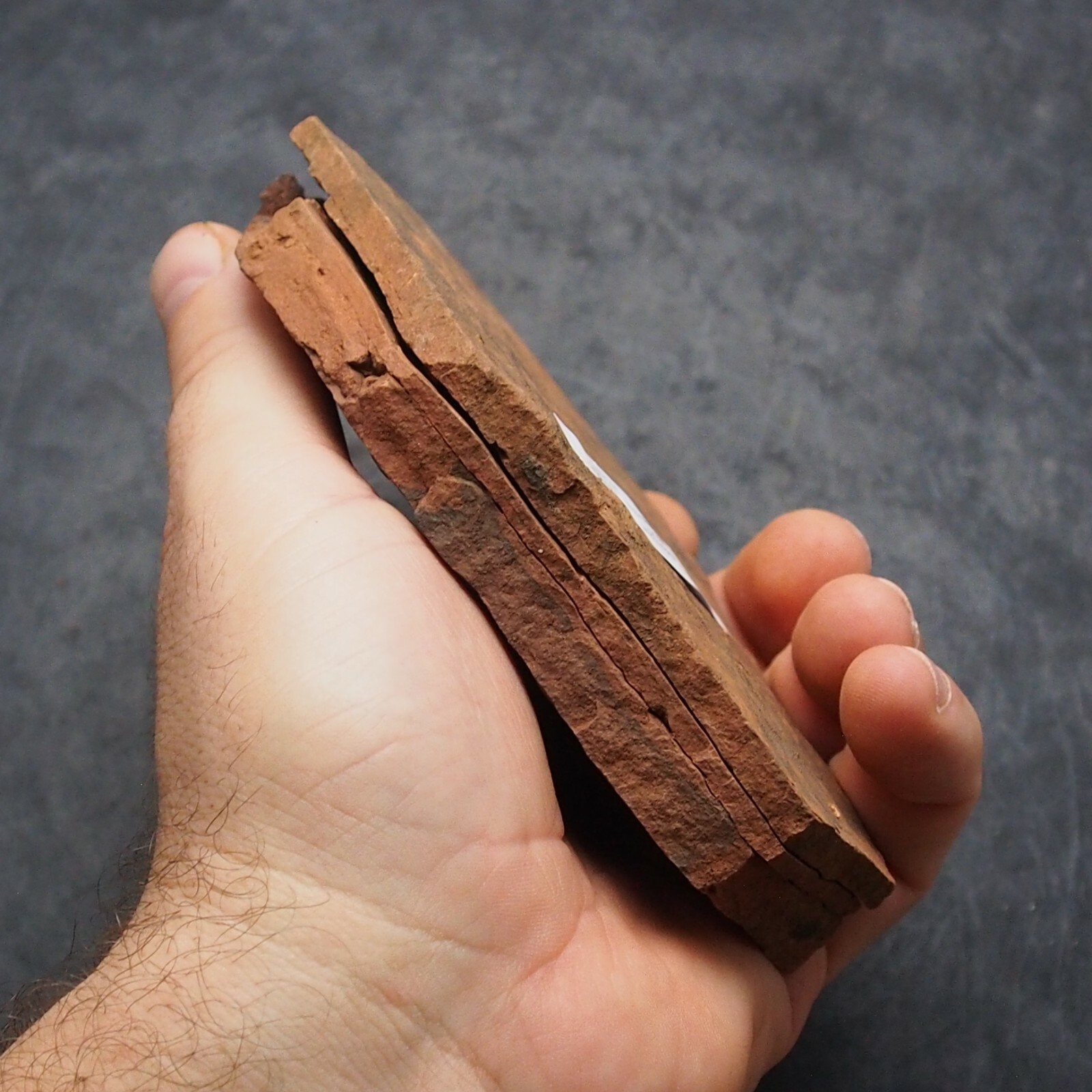 traces amphibian Dromopus didactilus Permian Fossil salamander Pos+Neg ...