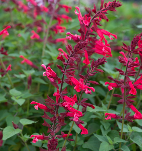Salvia'Roman Red' - 1 x 6.5cm pot for potting on - Free p/p on orders ...