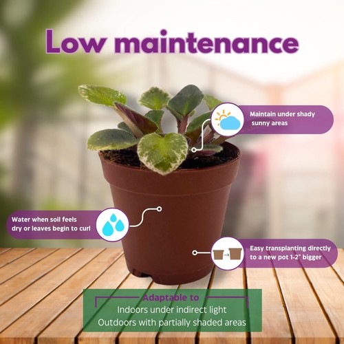 Harmony Foliage Mini African Violet Cajun's Le Bon Ton Roule Variegated ...