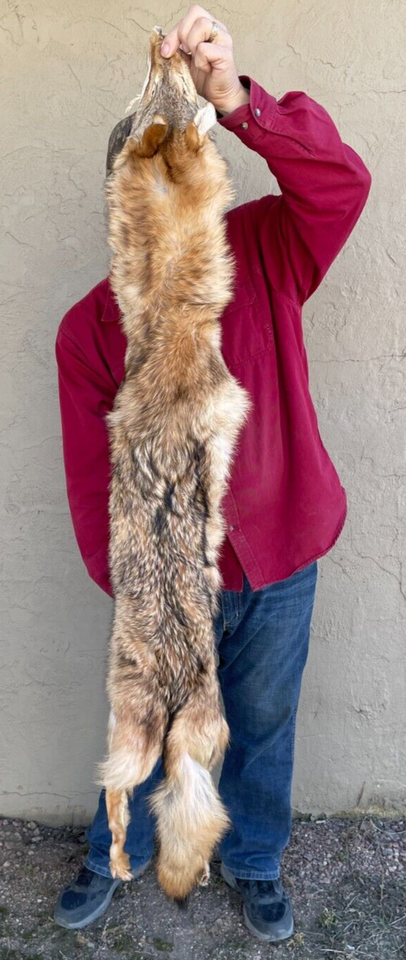 Coyote with feet, skinned for taxidermy, taxcoy32024 | eBay