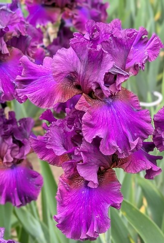 'Feast Of Kings' TB Iris Rhizome PRE-SALE to Ship July, August and Sept 25 | eBay