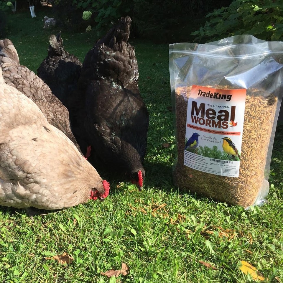 5 lb Dried Mealworms - High Protein Treat for Wild Birds, Chicken, Fish ...